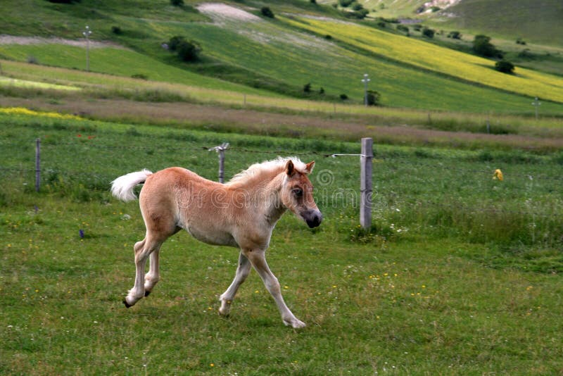 Running Foal Picture. Image: 2628118