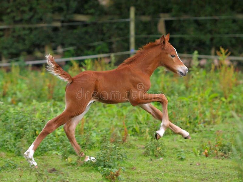 Running Foal stock photo. Image of mother, foal, domestic - 27399388