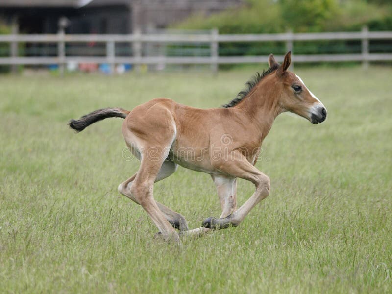 Chestnut Sorrel in Training Stock Image - Image of country, lawn: 13045589