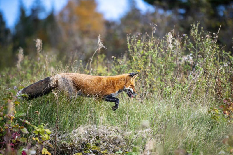 Running fox stock photo. Image of wilderness, countryside - 203044824