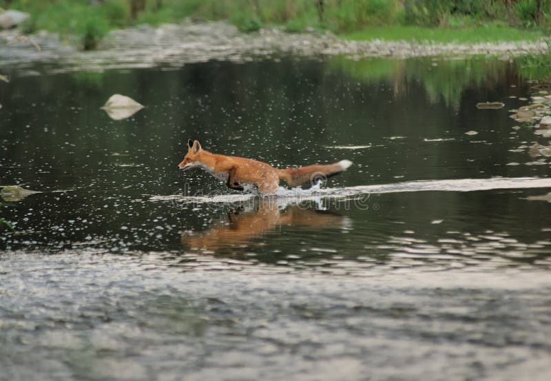 Running fox in the river stock photo. Image of jumping - 4115120