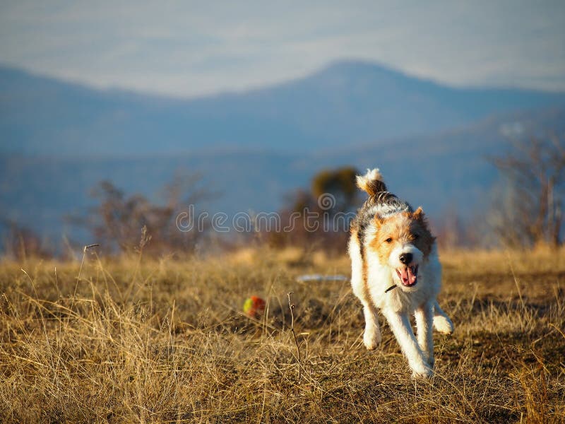 Running fox terrier stock image. Image of young, wire - 28429221