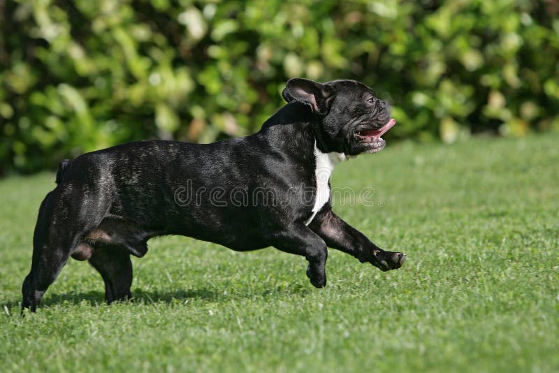 Running Frenchy stock photo. Image of brown, attentive - 14990066