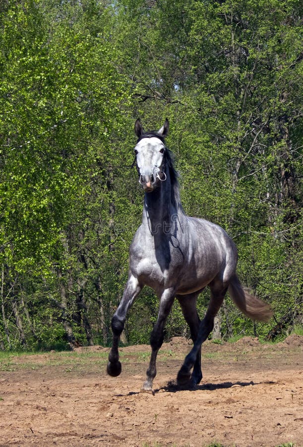 Running at full gallop stock image. Image of gallop, walking - 24833711