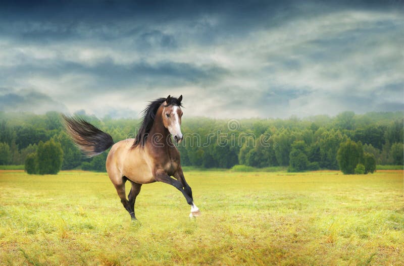 Red horse run in desert stock photo. Image of white, motion - 70571778