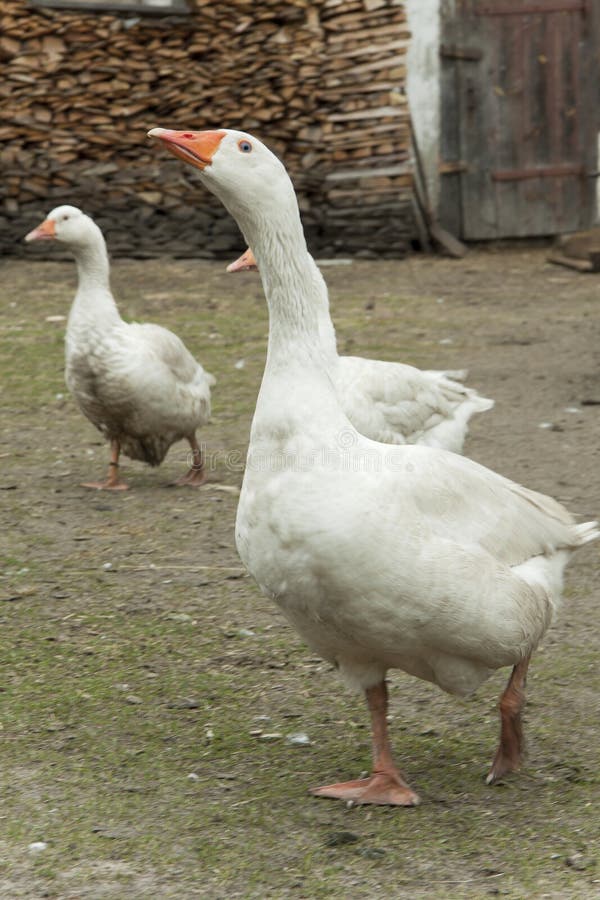 Running geese stock image. Image of wood, running, geese - 24526345