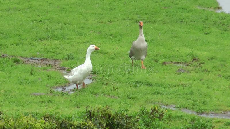 Running geese stock video. Video of flapping, feathers - 83804323