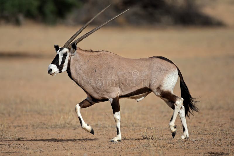 Gemsbok Antelope, Kalahari Desert, South Africa Stock Photo - Image of ...