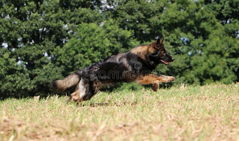 Running German Shepherd on a Field Stock Image - Image of breed, fast ...