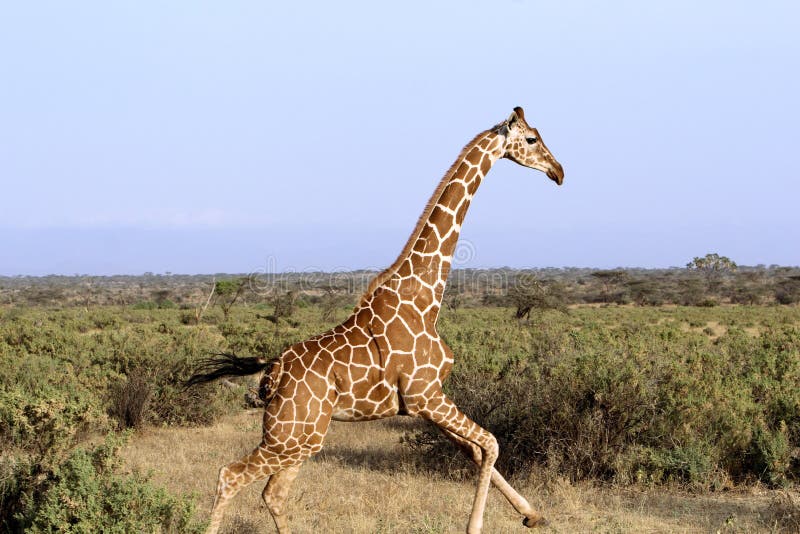 Running Giraffe stock photo. Image of mammals, natural - 1138666