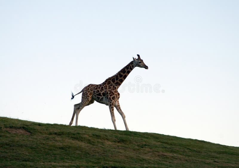 Giraffe Running Man