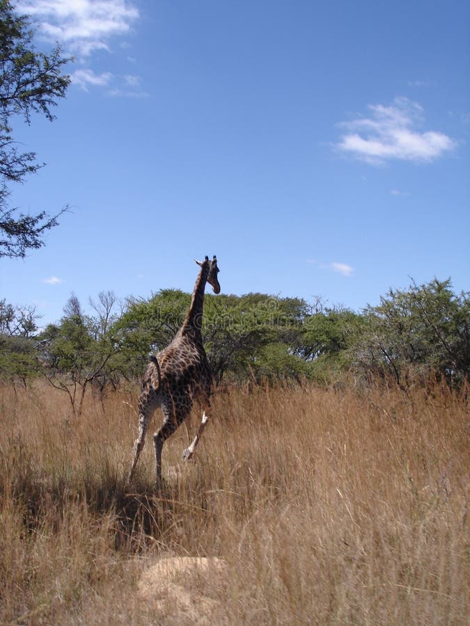 Running Giraffe stock photo. Image of mammals, natural - 1138666