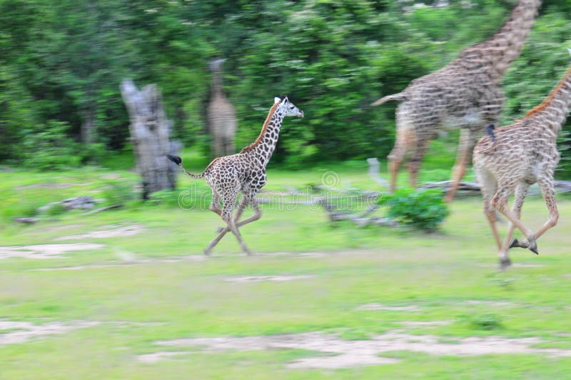 Running giraffes stock image. Image of running, wildlife - 13643653