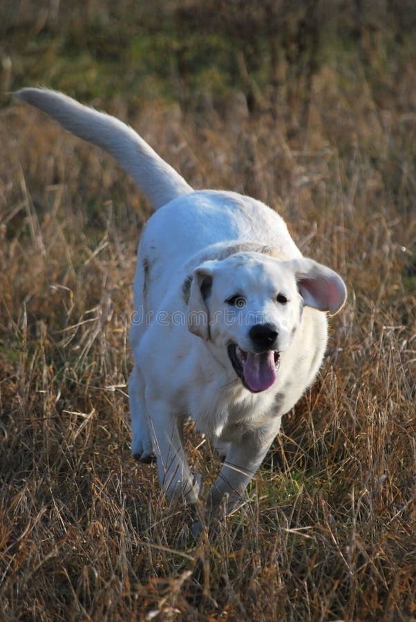 Running Golden Labrador Retriever Stock Photo - Image of environment ...