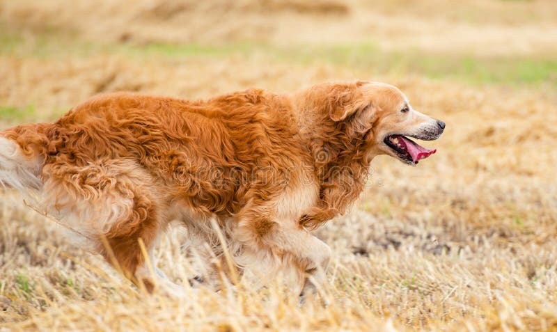 Running Golden Retriever Dog Stock Image - Image of grass, labrador ...