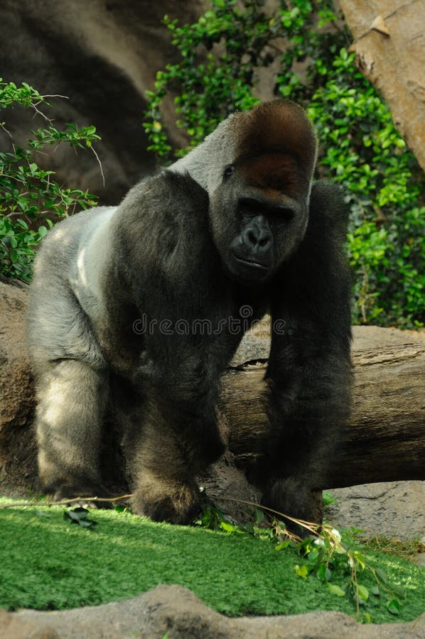 Running Gorilla stock photo. Image of mammal, portrait - 19092762