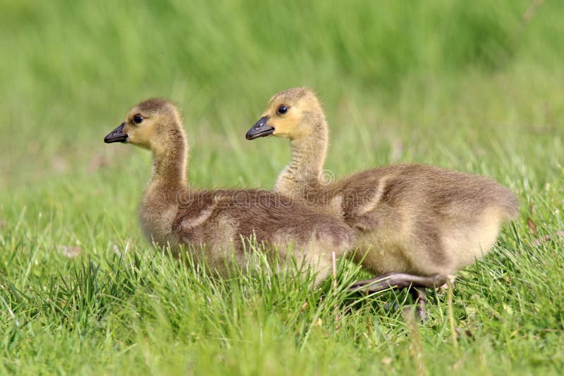 Geese and chicks running stock image. Image of goose - 19487207