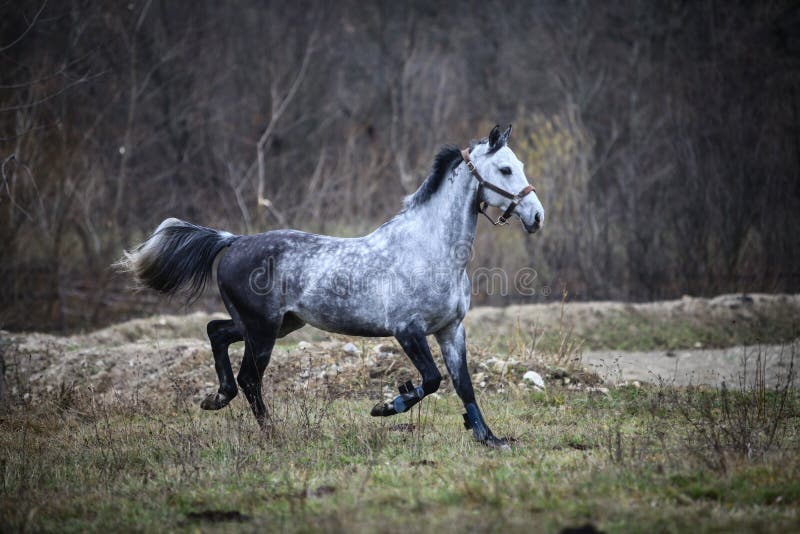 Running gray horse stock photo. Image of strong, animal - 63490236