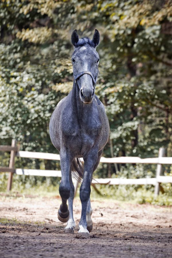 Running grey horse stock image. Image of look, flowers - 33510039