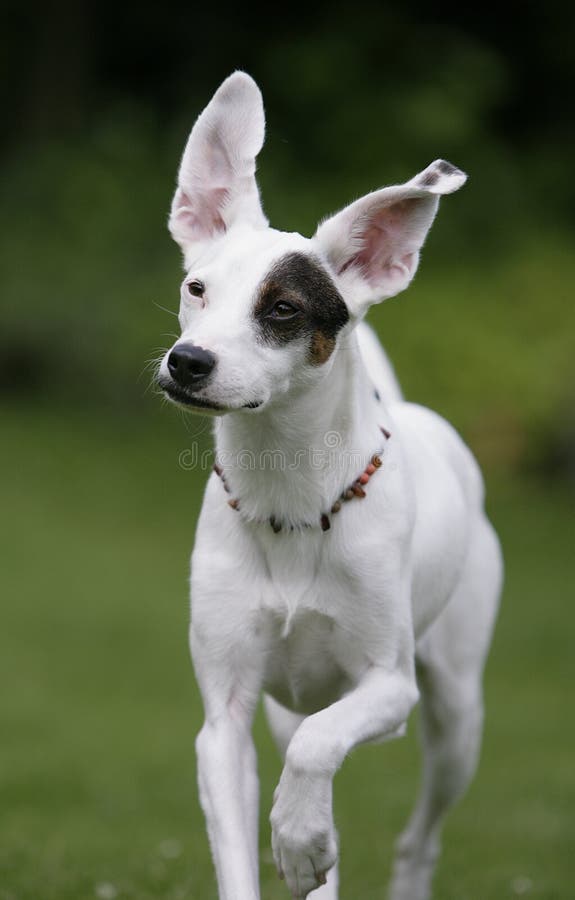 Running greyhound stock photo. Image of espanol, attention - 12152524
