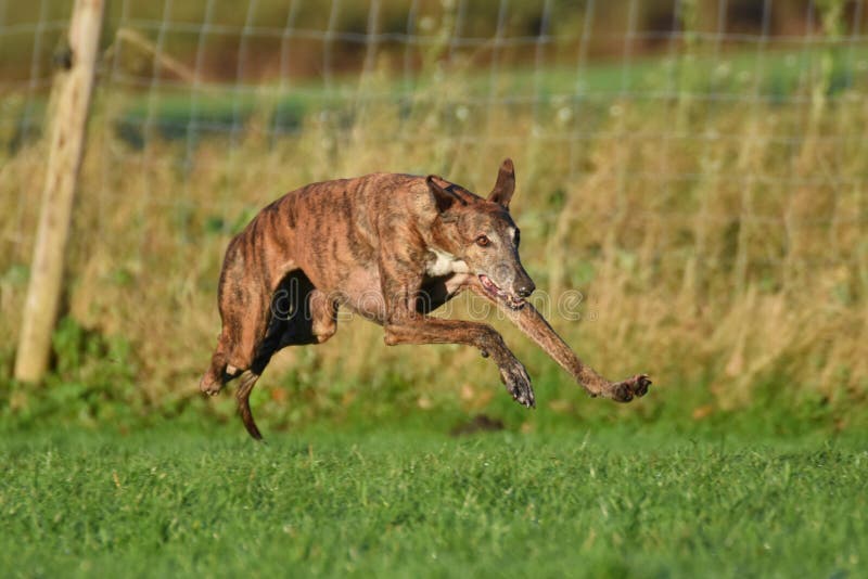 Running Greyhound stock image. Image of hunt, rapid, gallop - 51190397