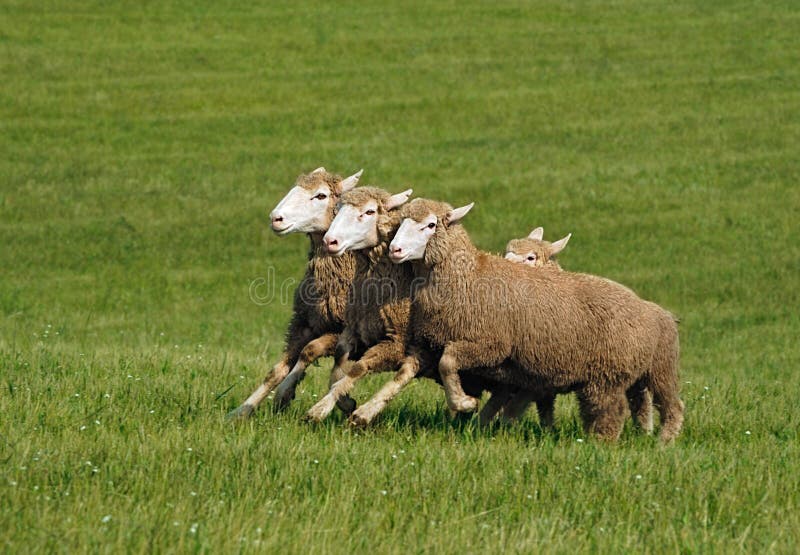 Running Group of Sheep (Ovis Aries) Stock Photo - Image of aries, blur ...