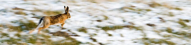 Running hare stock image. Image of grassland, eastern, speedy - 739693