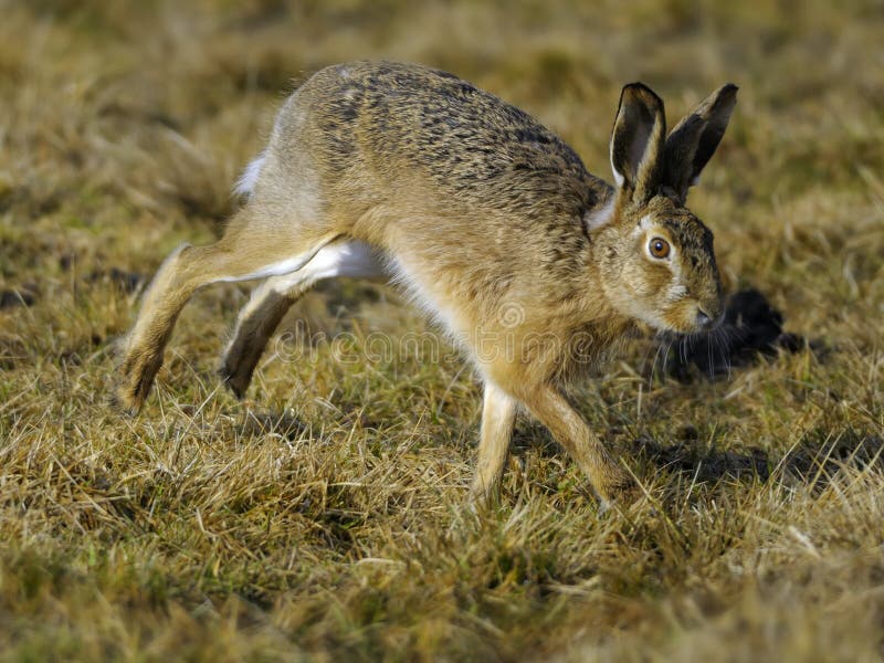 Running Hare stock photo. Image of rabbit, wild, fluffy - 17547340