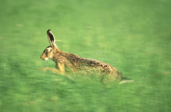 2,001 Running Hare Stock Photos - Free & Royalty-Free Stock Photos from ...