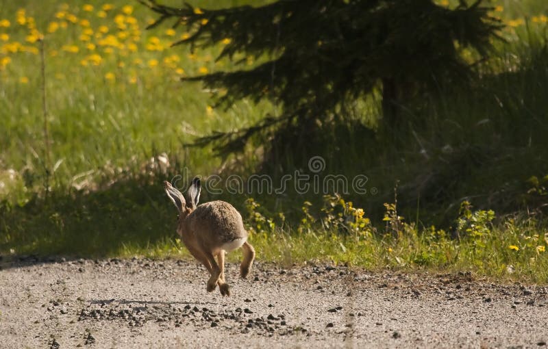 1,446 Running Hare Stock Photos - Free & Royalty-Free Stock Photos from ...