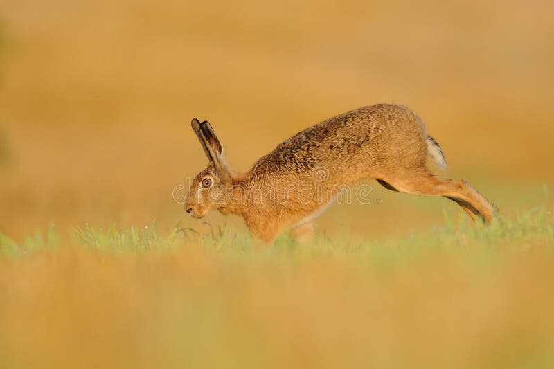 1,446 Running Hare Stock Photos - Free & Royalty-Free Stock Photos from ...