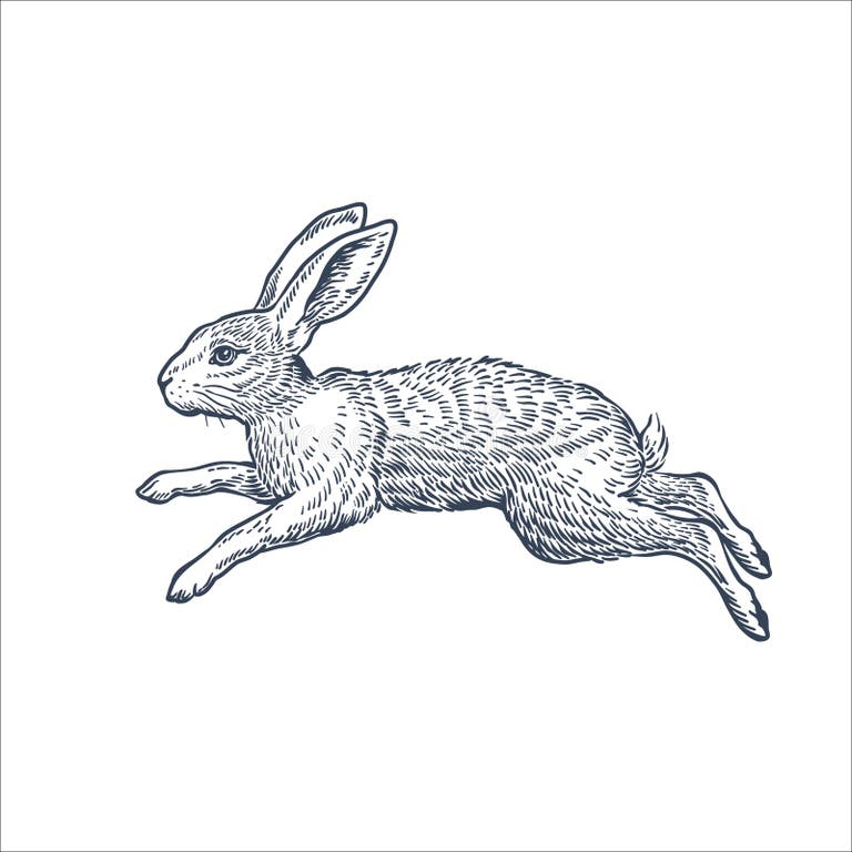 Running Hare Stock Illustrations – 5,210 Running Hare Stock ...