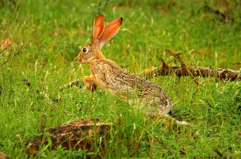 2,001 Running Hare Stock Photos - Free & Royalty-Free Stock Photos from ...