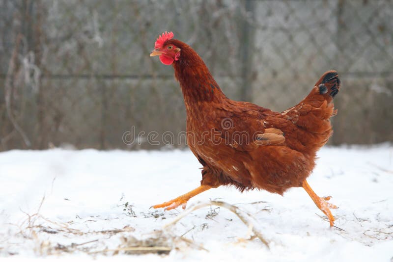 Running hen in winter stock photo. Image of horticulture - 17652886