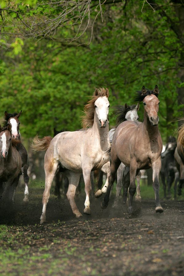 Herd Of Arabian Horses Running On Pasture Stock Image - Image of ... Herd Of Arabian Horses Running On Pasture Stock Image - Image of ...