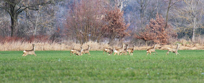 Running Herd of Deer on Green Field with Trees Stock Image - Image of ...