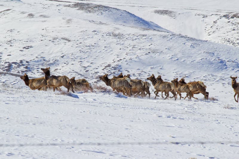 Running herd of elk stock photo. Image of brown, hills - 39066136