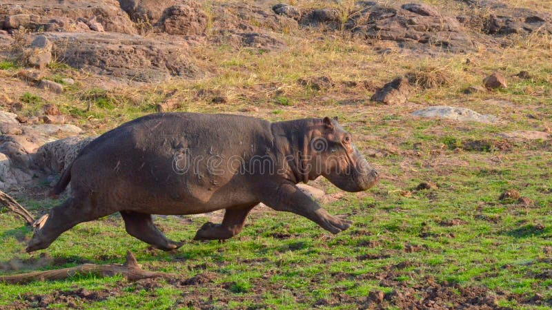 Running hippo stock photo. Image of safety, scars, kariba - 59548754