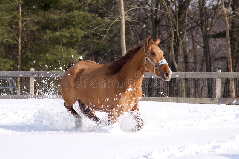 Bay Appendix Quarter Horse Running in the Snow. Stock Image - Image of ...
