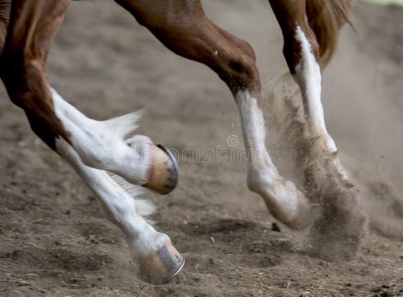 409 Running Horses Hooves Stock Photos - Free & Royalty-Free Stock ...