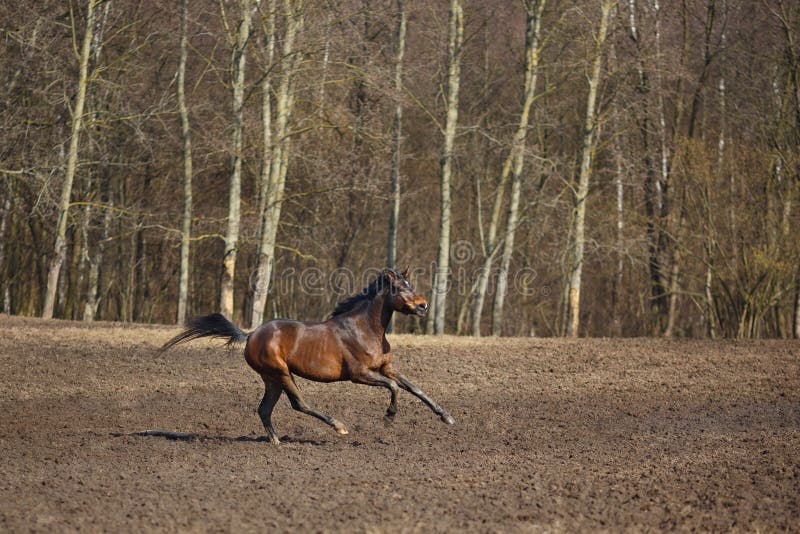 Running horse stock image. Image of sport, gloves, feed - 52417191