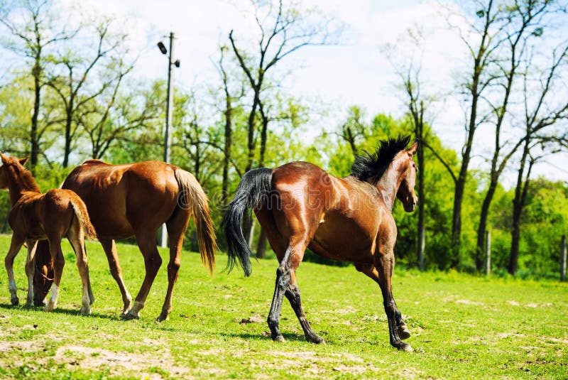 Running horse stock image. Image of moving, motion, green - 156064905