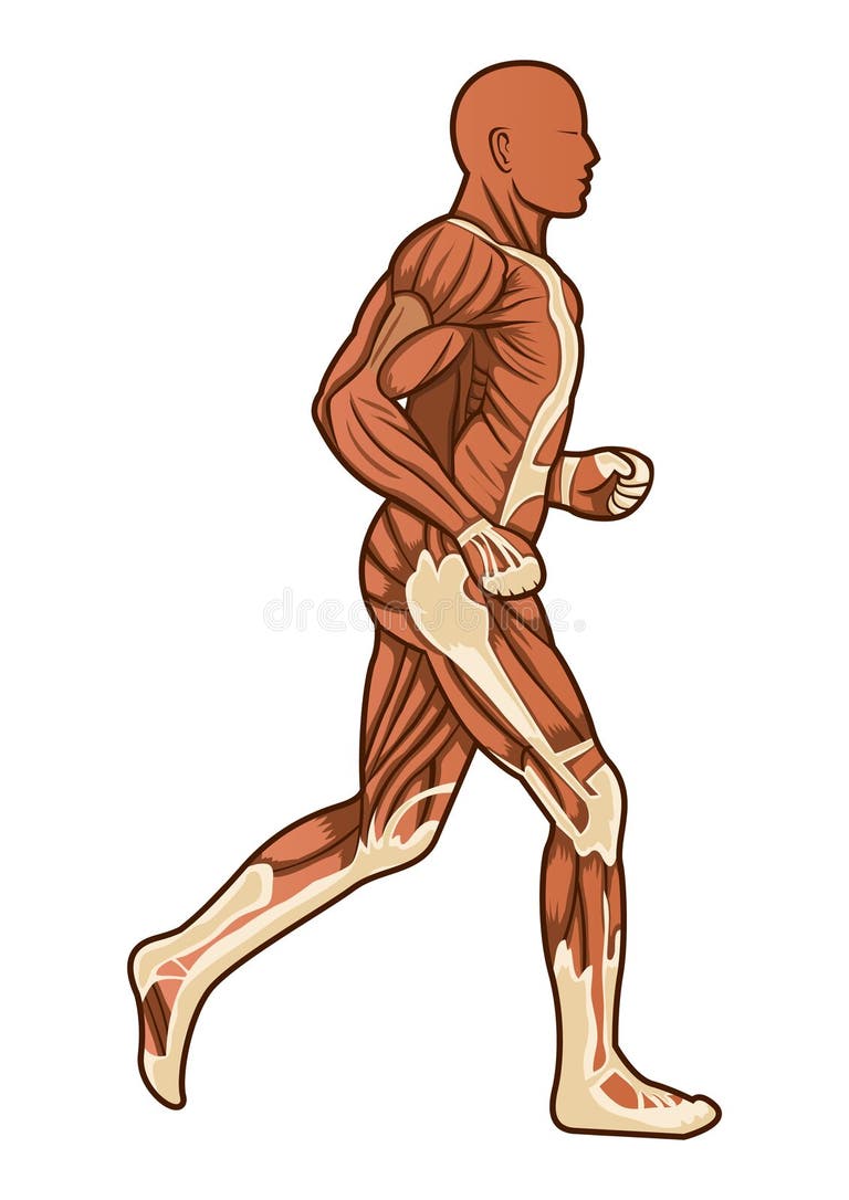 Anatomy Body Running Stock Illustrations – 2,278 Anatomy Body Running ...