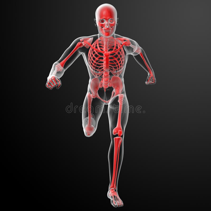 Running Human Anatomy by X-rays in Red Stock Illustration ...