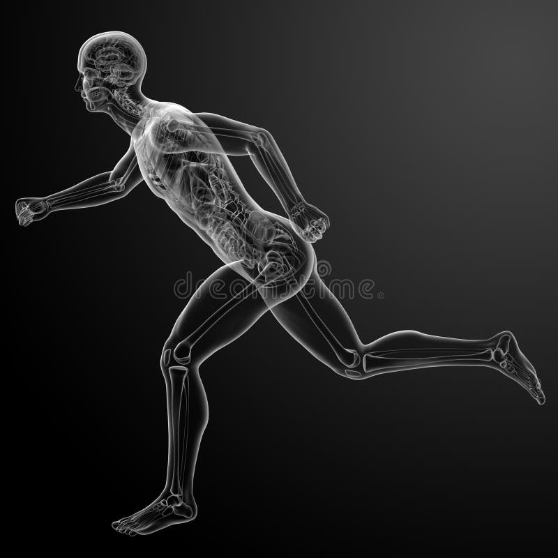 Anatomical human running stock illustration. Illustration of background ...