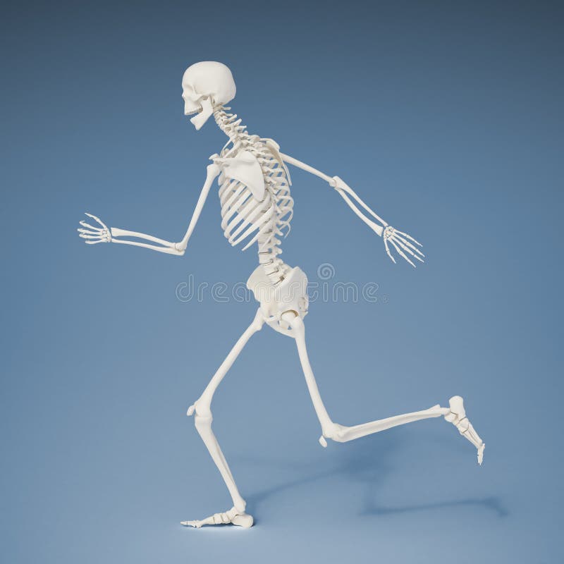 Running human skeleton stock illustration. Illustration of death - 8721539