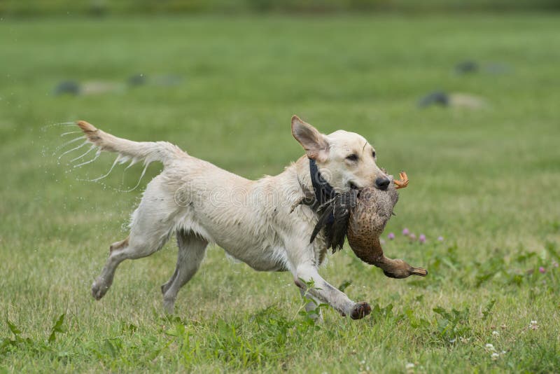 Running Hunting dog stock image. Image of mallard, hunting - 43813089