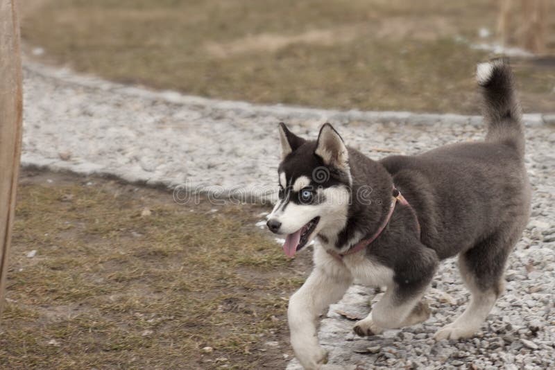 Running husky stock photo. Image of happy, husky, running - 13343920