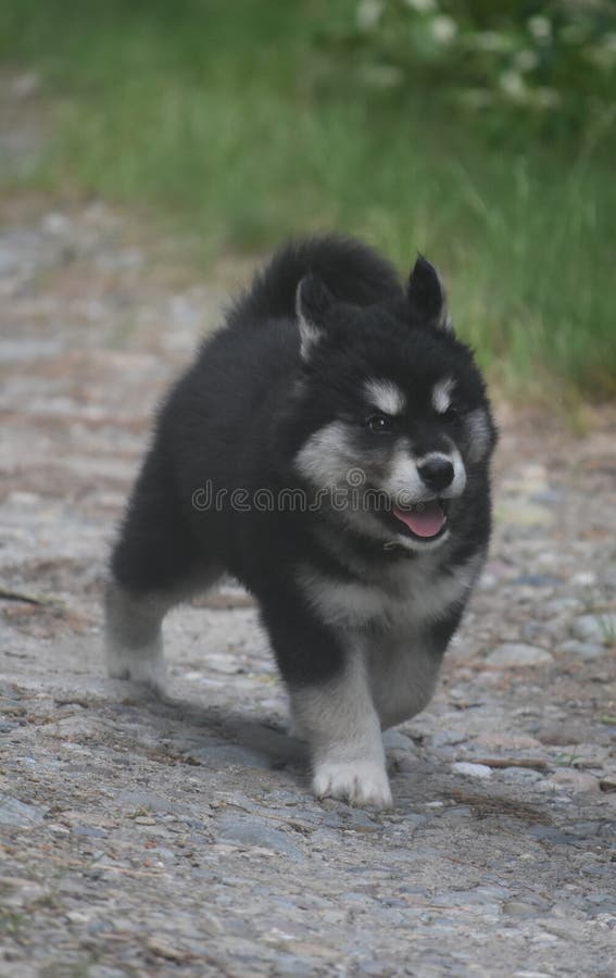 Running Husky Puppy Down a Stoned Path Stock Photo - Image of black ...