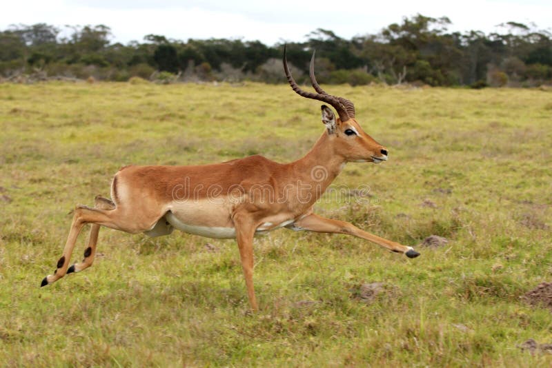Running Impala Antelope stock photo. Image of fast, animal - 12034630